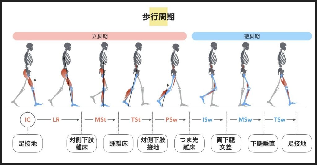 歩行動作の仕組みと歩行周期の立脚期と遊脚期を紹介します 歩行分析システム Ayumi Eye